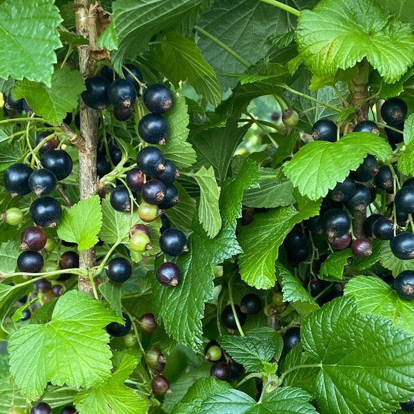Black Currant Bushes Plant - Etsy