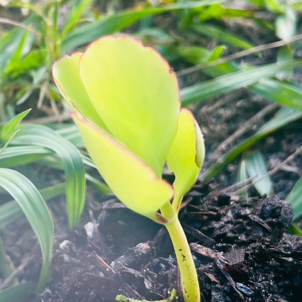 Leaf of Life Plant - Etsy