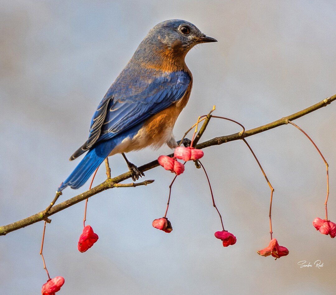 EASTERN BLUEBIRD ART | Owl Wall Art | Bird Lover Artwork | Fine Art ...