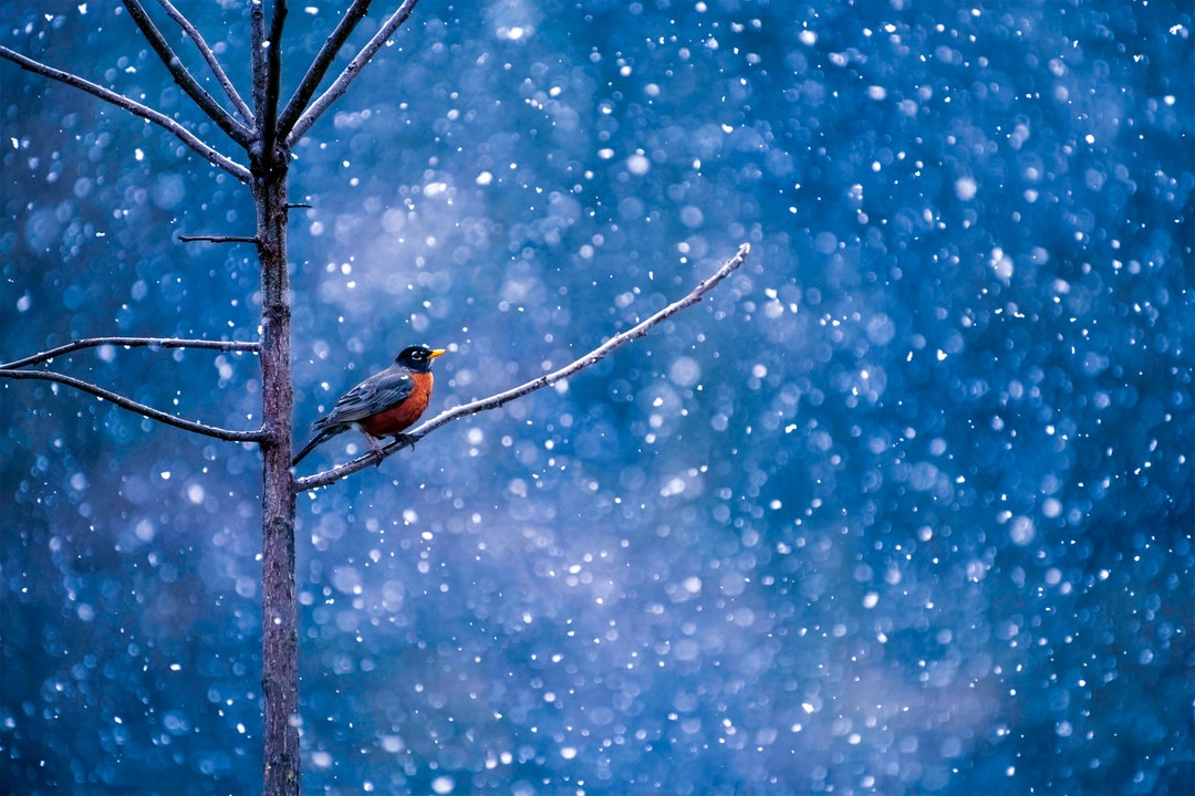 American Robin in a Flurry" Bird Photography, Nature Photo, Bird Print ...