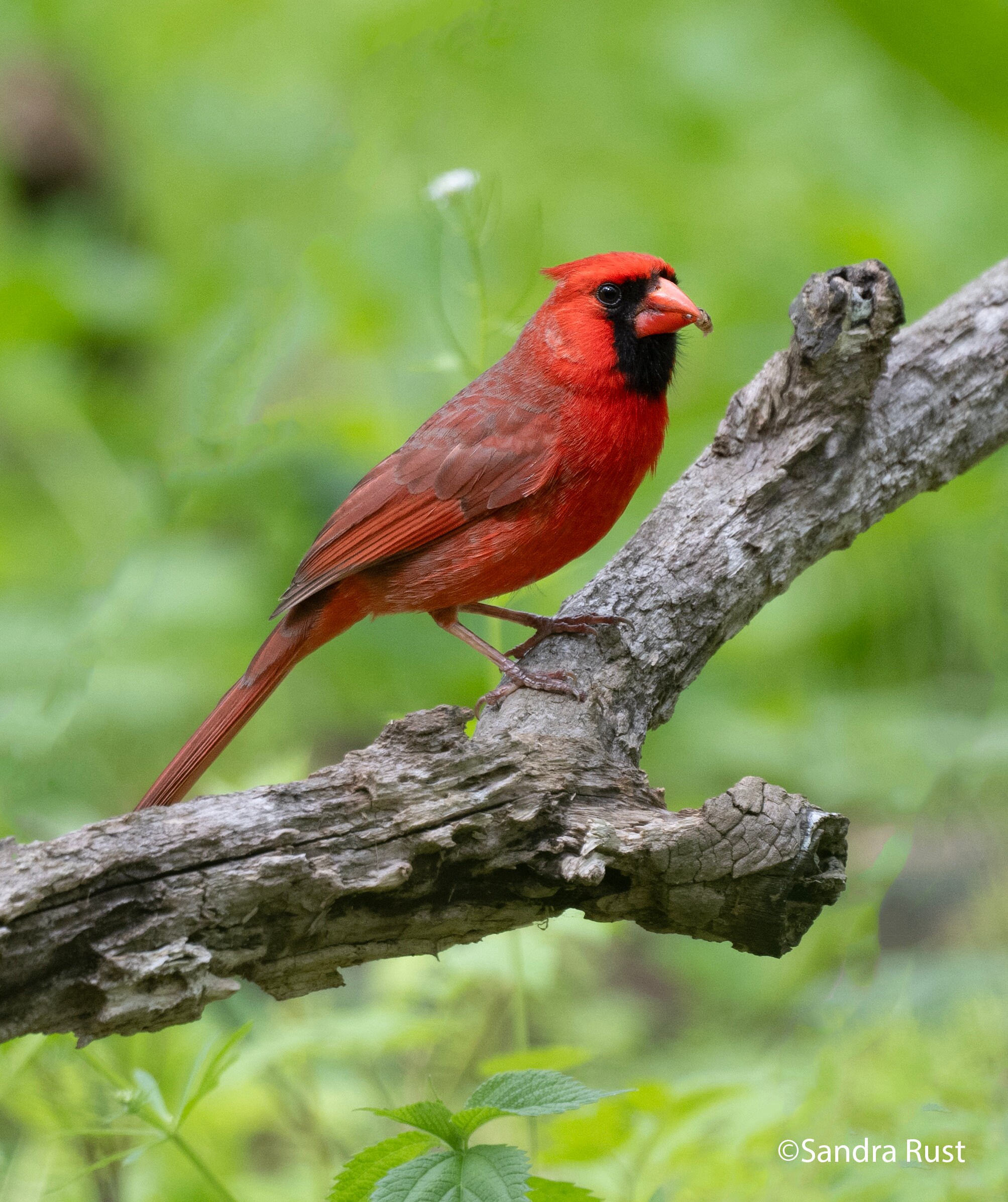Northern Cardinal on an Oak Tree Branch - Etsy