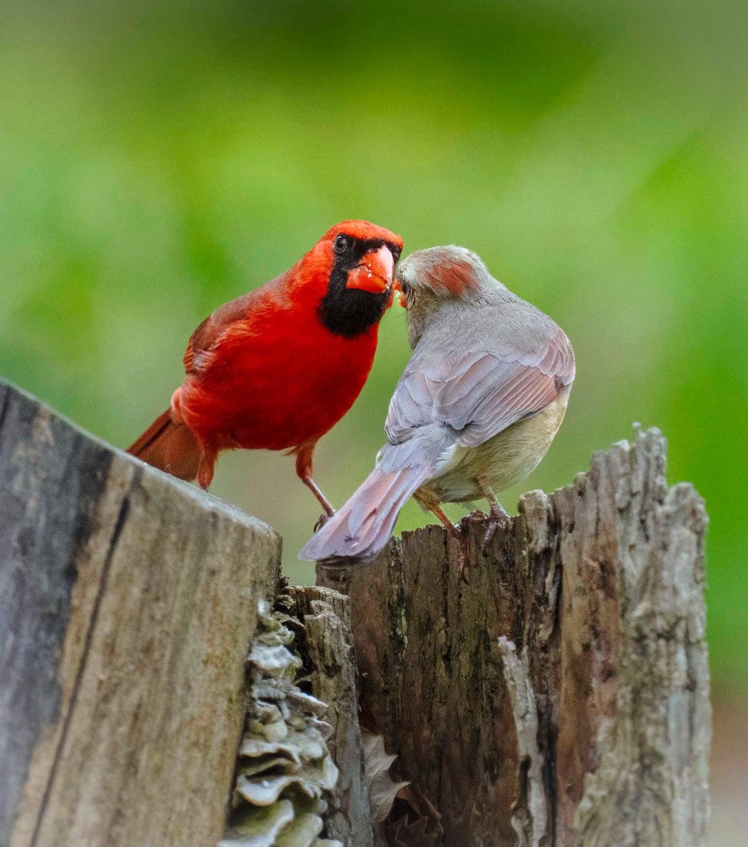 Northern Cardinal Mate-feeding-cardinal Courtship, Bird Photography ...