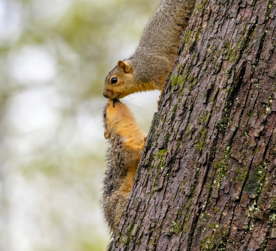Fox Squirrels Kissing - Etsy