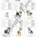 Dog Breeds - Printable Educational Dog Breed Cards - 72 Breeds - Learn ...