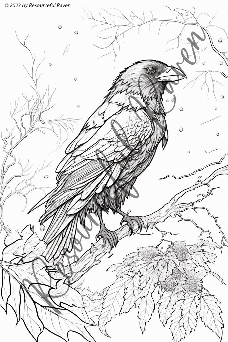 Beautiful Ravens - Volume 3 - Adult Coloring - 5 Pages - Raven, Crow ...