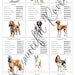 Dog Breeds - Printable Educational Dog Breed Cards - 72 Breeds - Learn ...