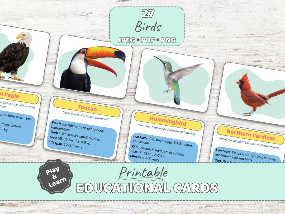 27 Colorful Birds | Printable Educational Cards | Fun and Engaging ...