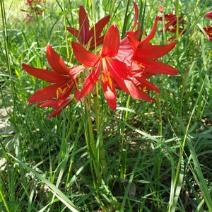 Oxblood Lily Bulbs Hurricane Schoolhouse Rain Red Flower Bulbs Free ...