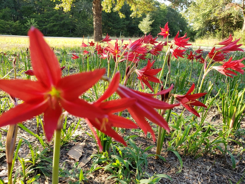Oxblood Lily Bulbs Hurricane Schoolhouse Rain Red Flower Bulbs Free ...