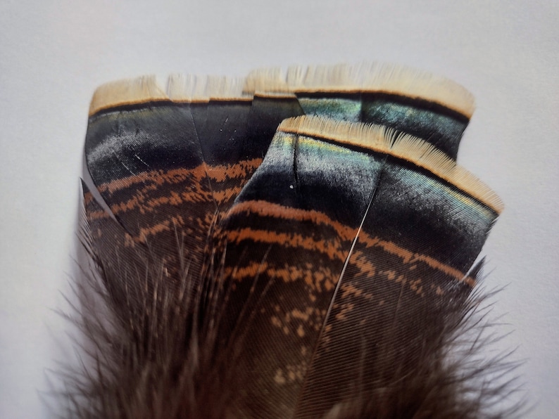 Small Striped Bronze Wild Turkey Feathers - Etsy