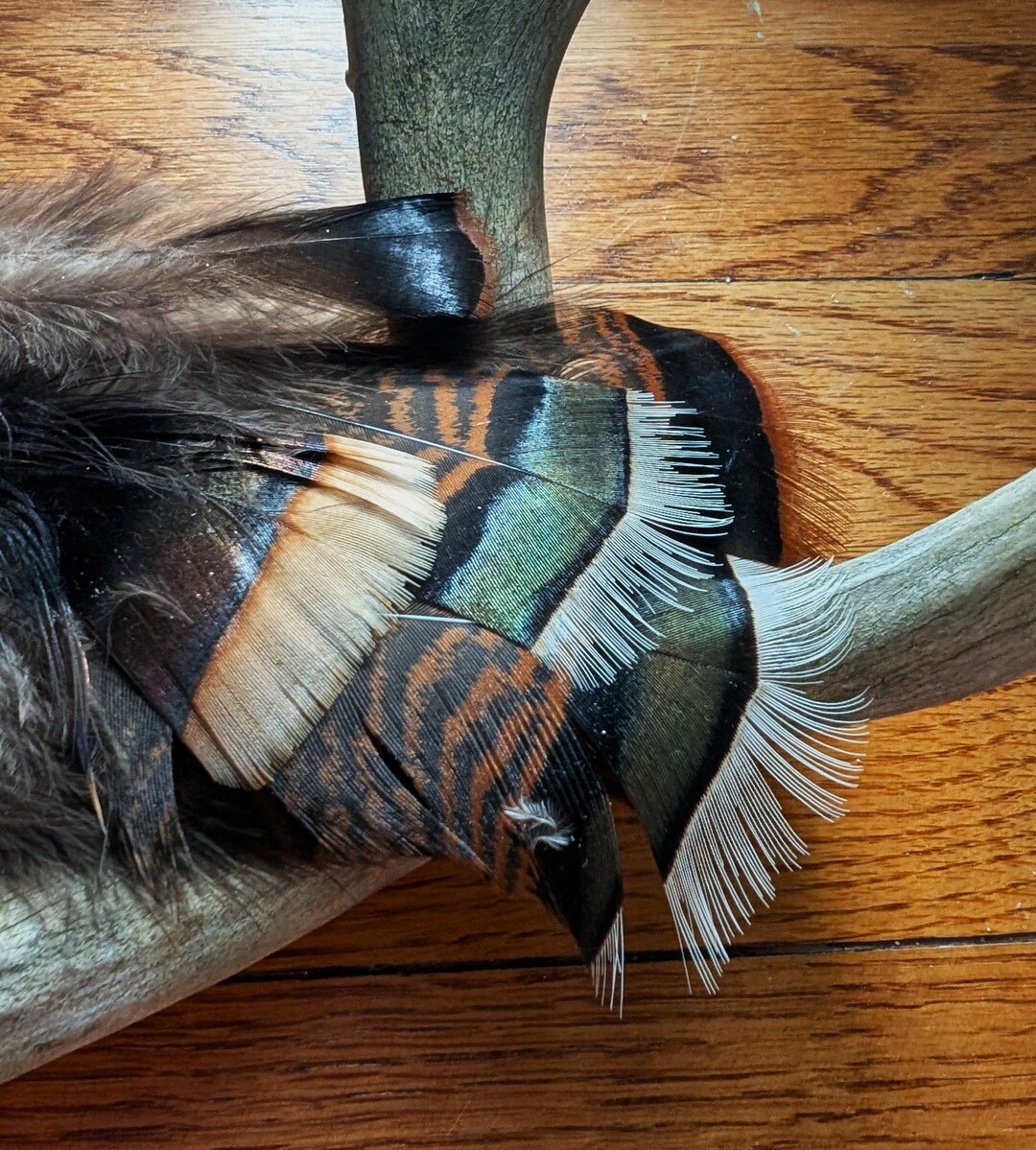 Natural Wild Turkey Feathers - 50-200 Pieces - Etsy