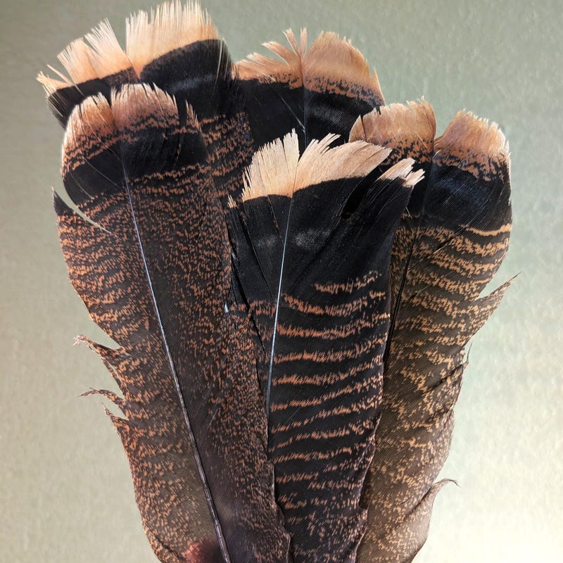 Turkey Feathers for Pens - Etsy