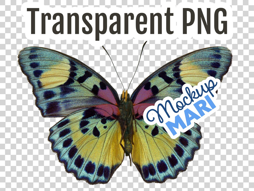 Rainbow Butterfly PNG Transparent Butterfly Clip Art Cutout Butterfly ...
