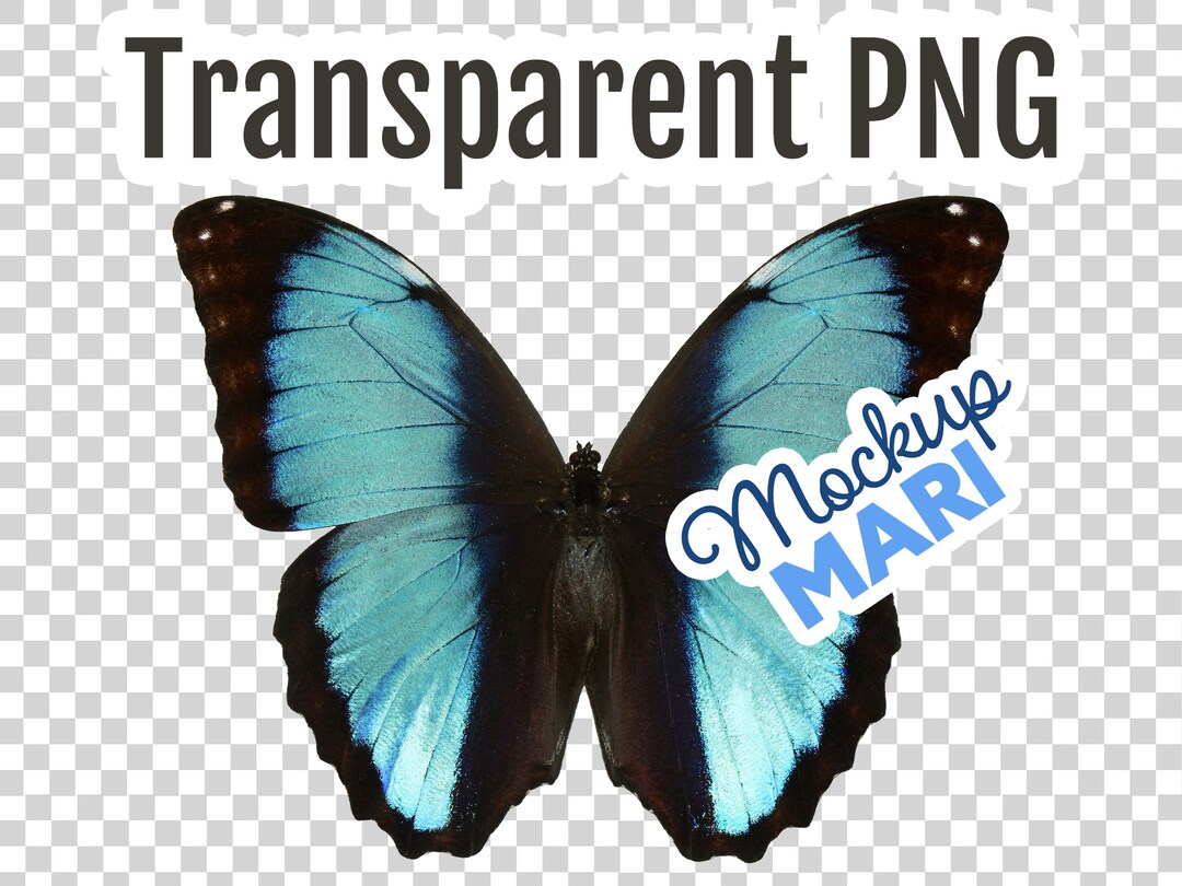 Teal Butterfly PNG Transparent Butterfly Clip Art Cutout Butterfly ...