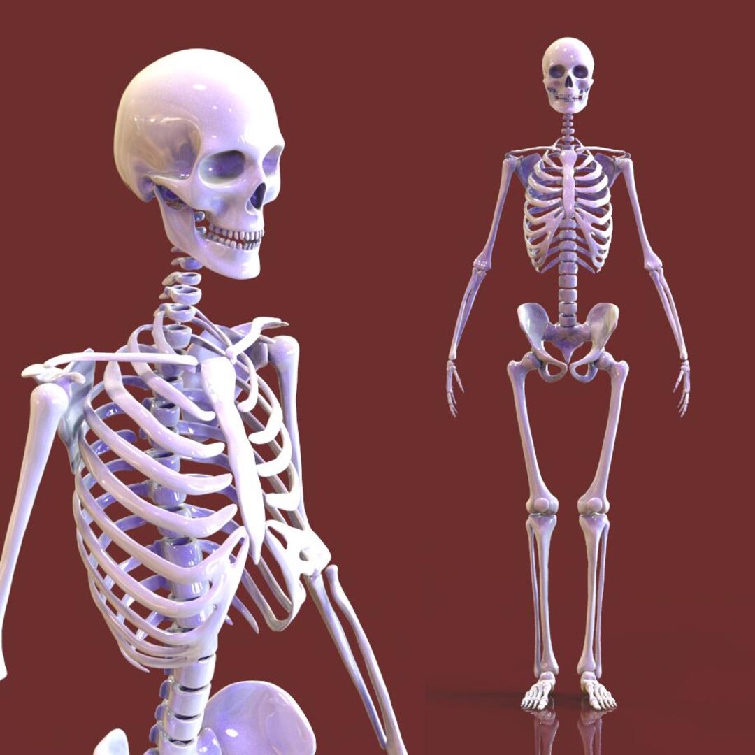 Human Skeleton 3D STL File High Quality 3D Model Design 3D Digital ...