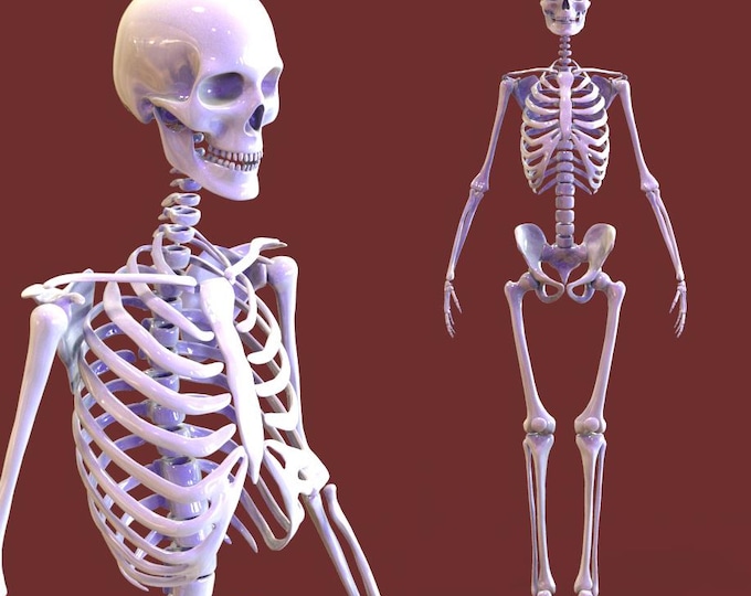 MINI Skeleton | 3d Printed | Articulated Flexible | Custom Fidget Toy ...