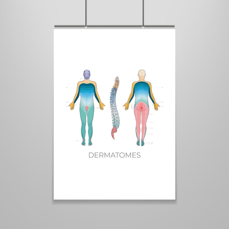 Dermatome Poster - Etsy
