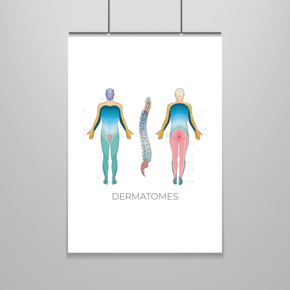 Dermatomes Chart Print | Clinic Education Poster (digital Download) - Etsy