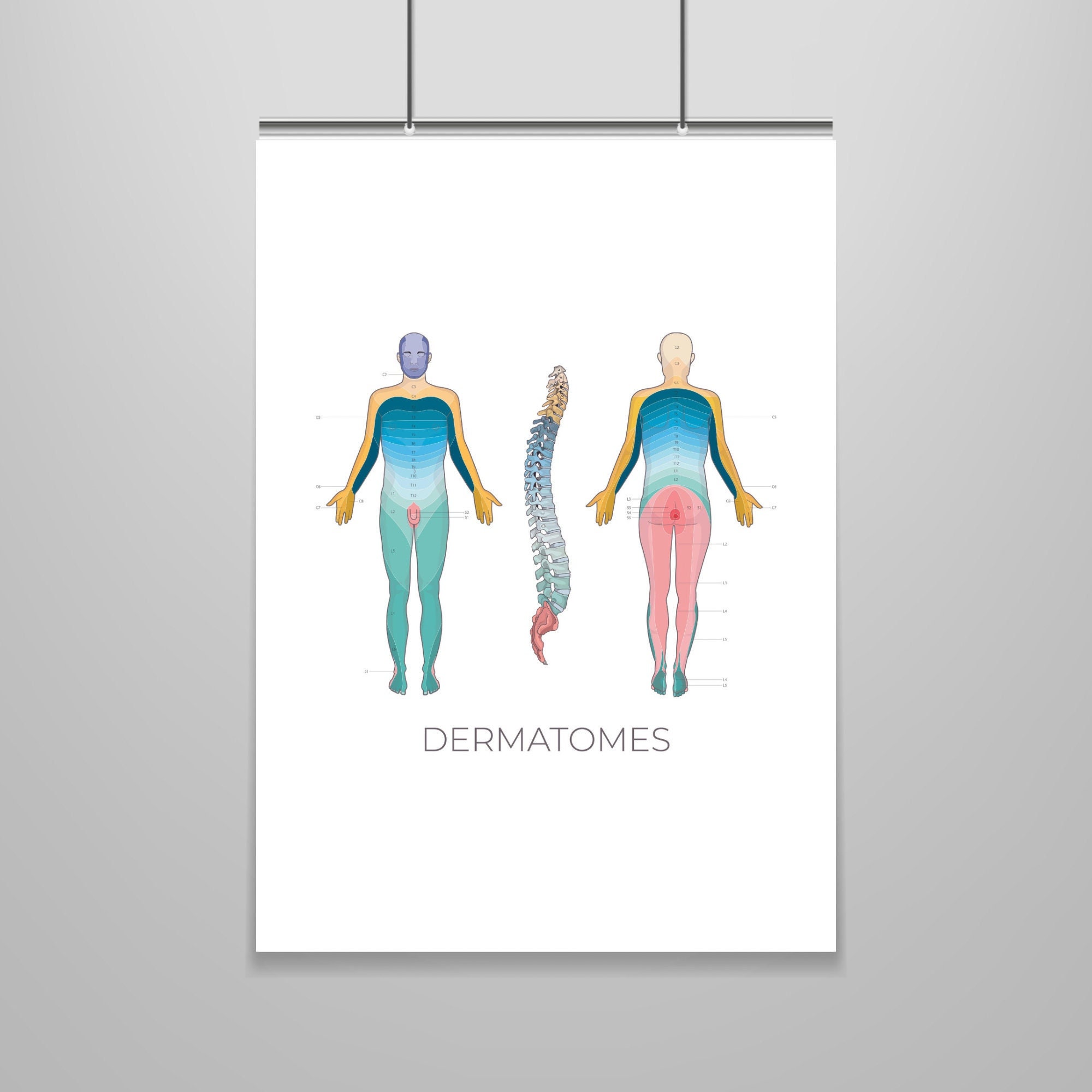 Dermatomes Myotomes And Dtr Poster 24 X 36 Custom