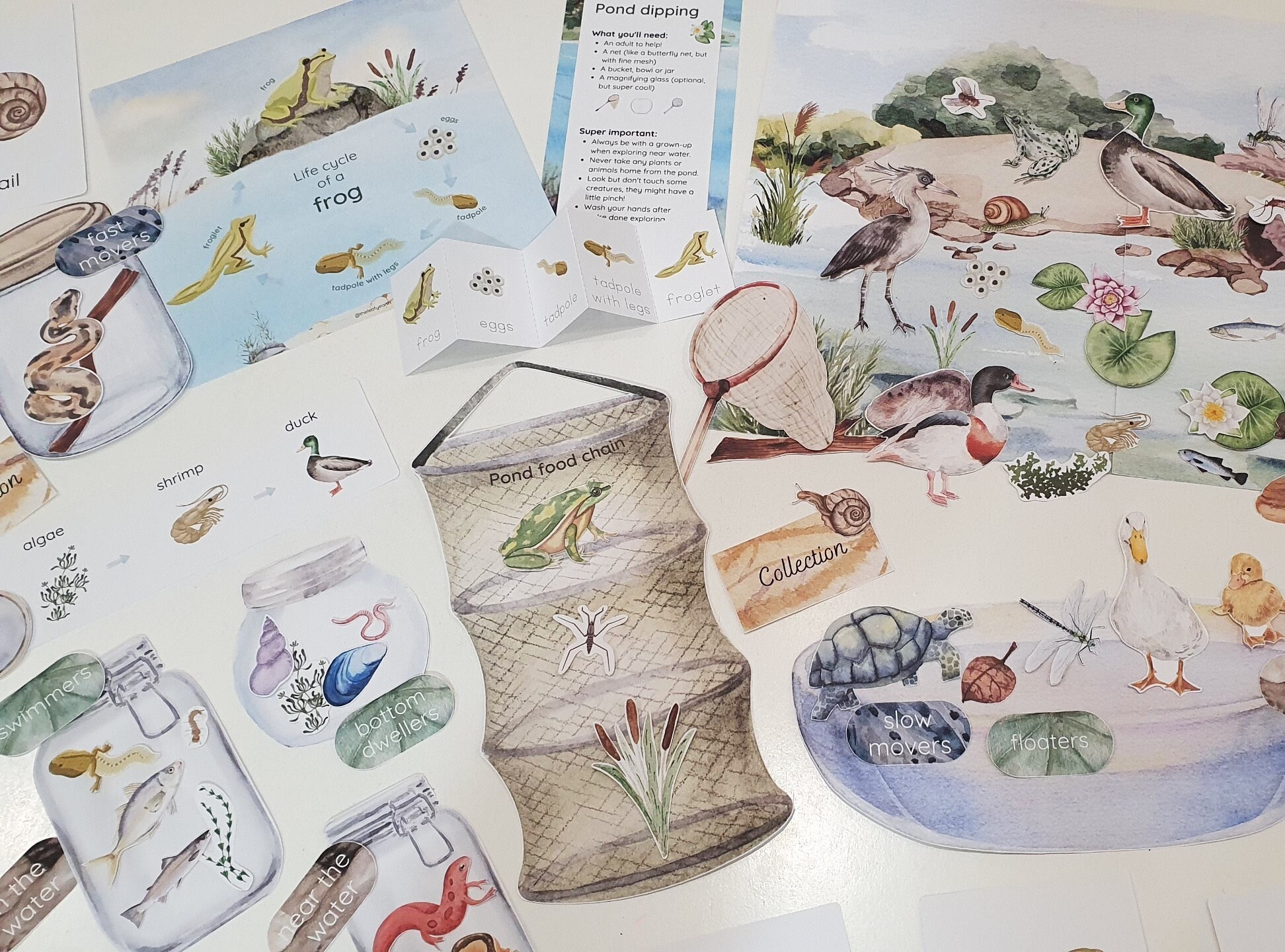 Pond Dipping Dramatic Playset, Pond Unit Study, Frog Life Cycle ...