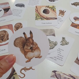 Winter Animal Homes Matching Game, Hibernation Mini Study, Sleeping ...