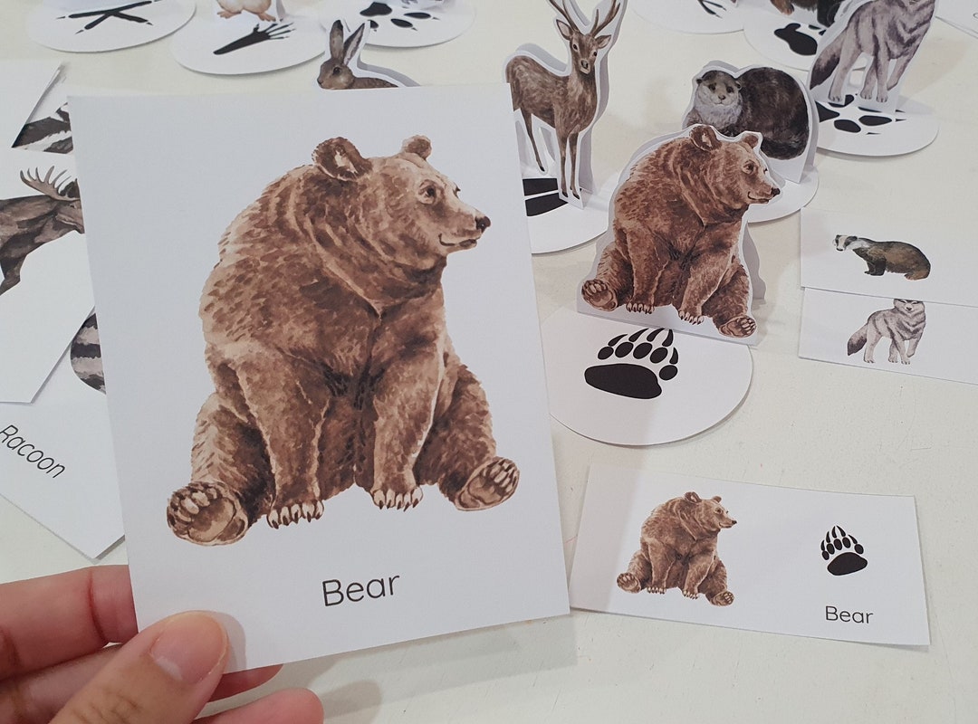 Woodland Animal Track Matching Game, Animal Tracks Cards, Forest Animal ...