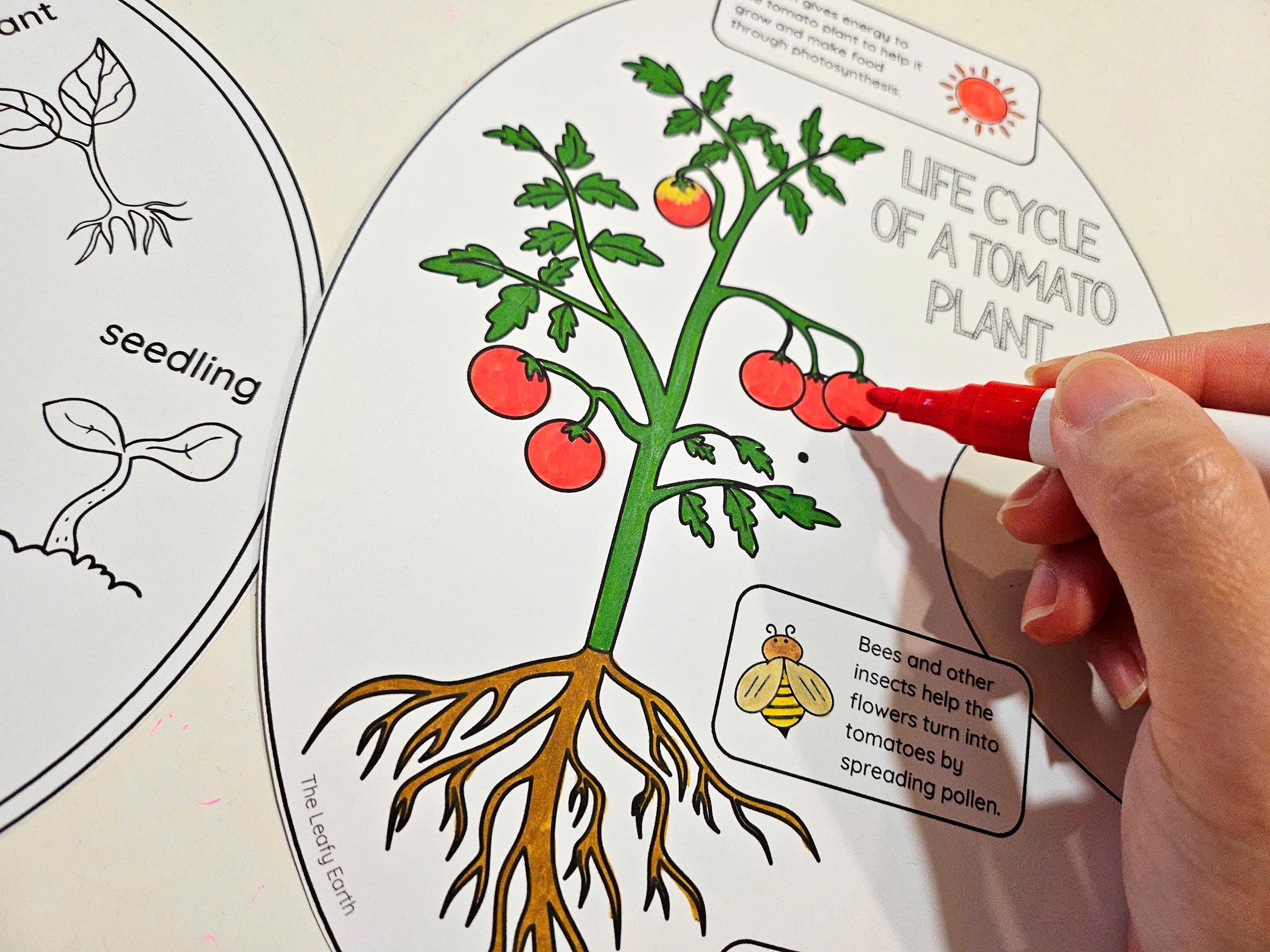 Life Cycle of a Tomato Plant Interactive Wheel Coloring, DIY Kids Paper ...
