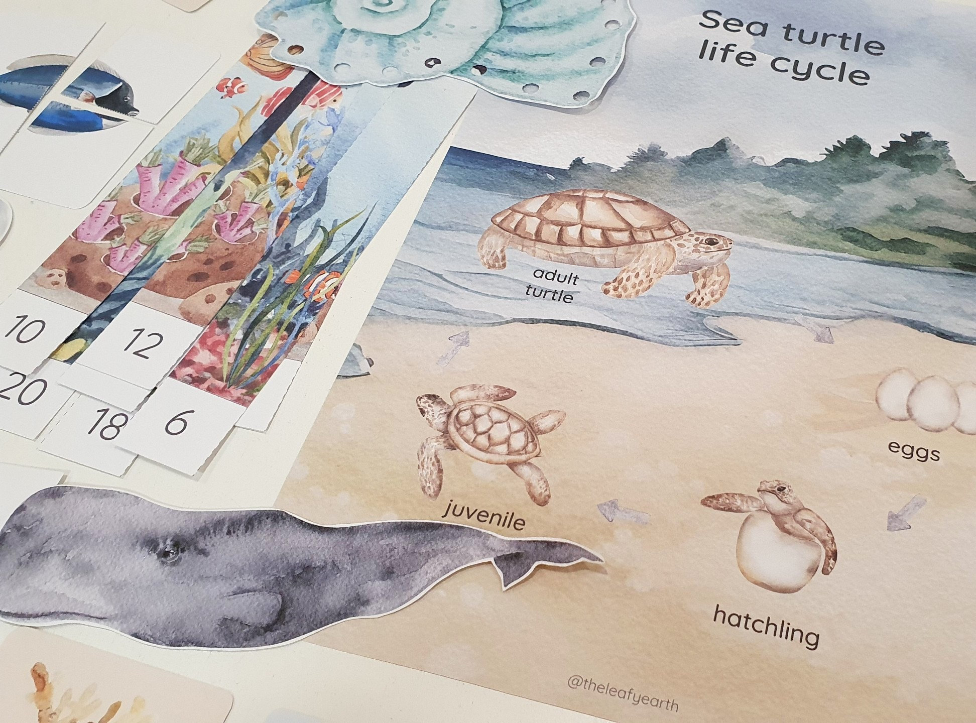 Marine Life Activity Pack, Sea Animal Unit Study, Turtle Life Cycle ...