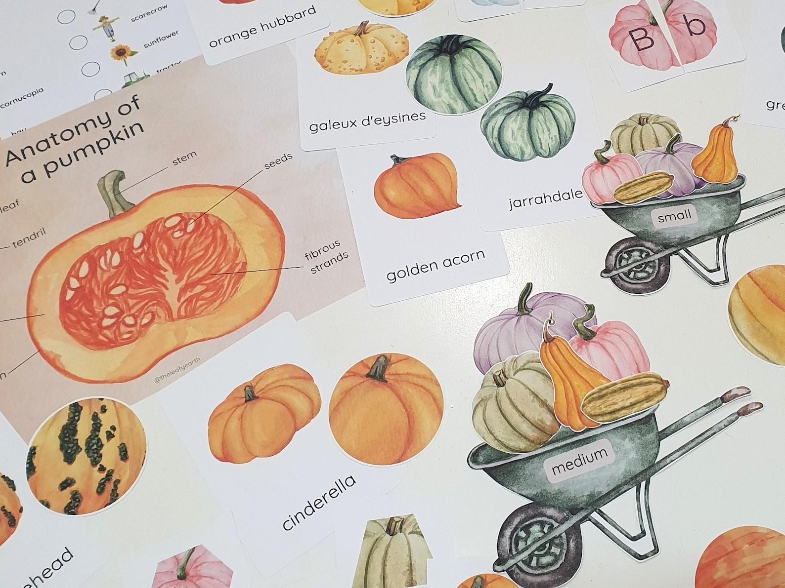 Pumpkin Activity Pack, Pumpkin Unit Study, Anatomy of a Pumpkin ...