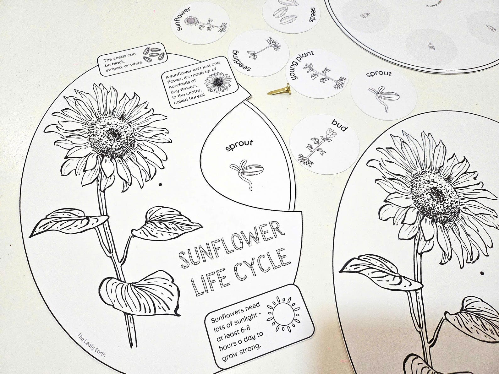 Sunflower Life Cycle Interactive Wheel Coloring, Paper Crafts ...