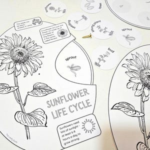 Sunflower Life Cycle Interactive Wheel Coloring, Paper Crafts ...