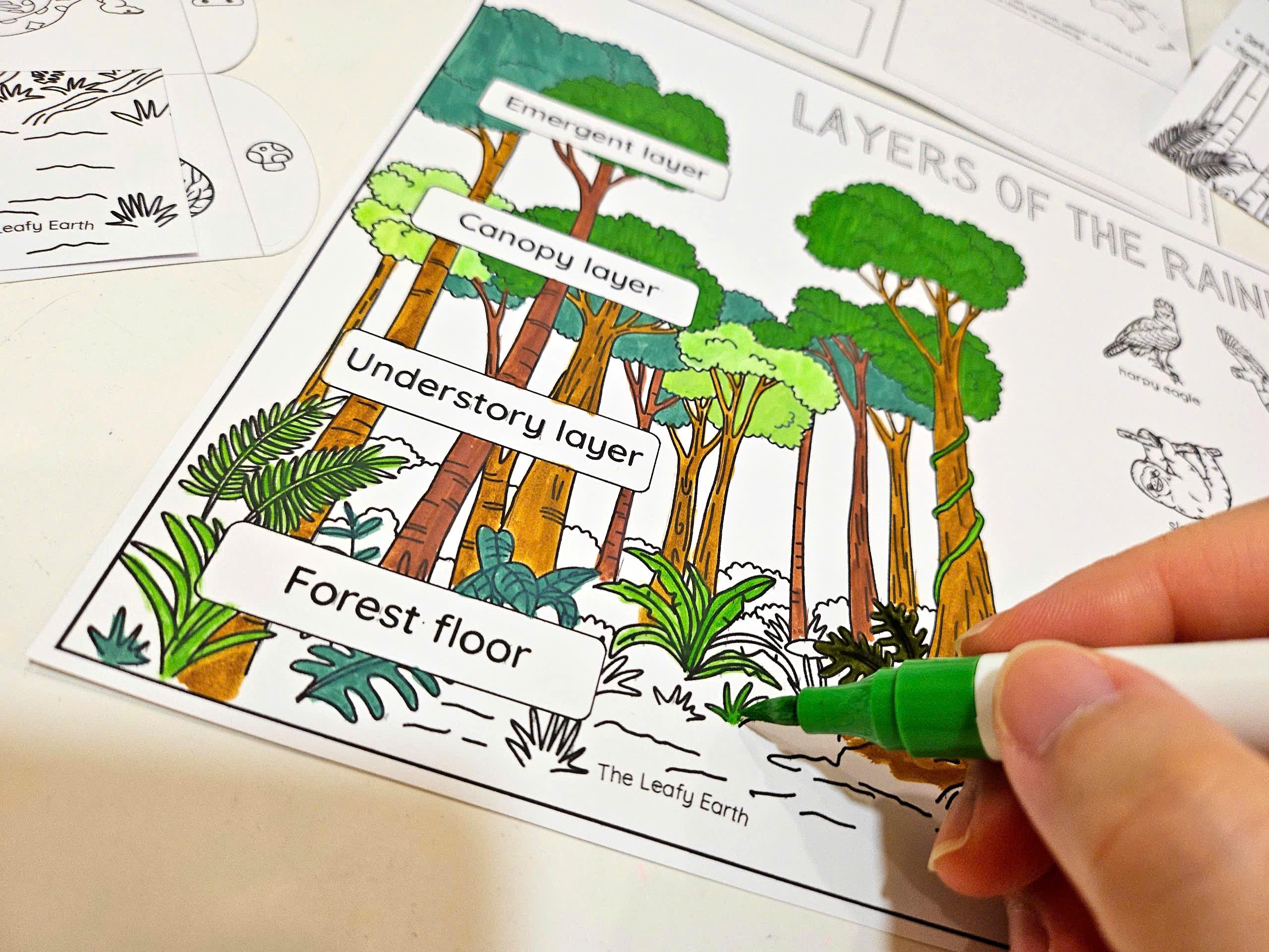 Layers of the Rainforest Poster, Flipbook, Foldable, Forest Map ...