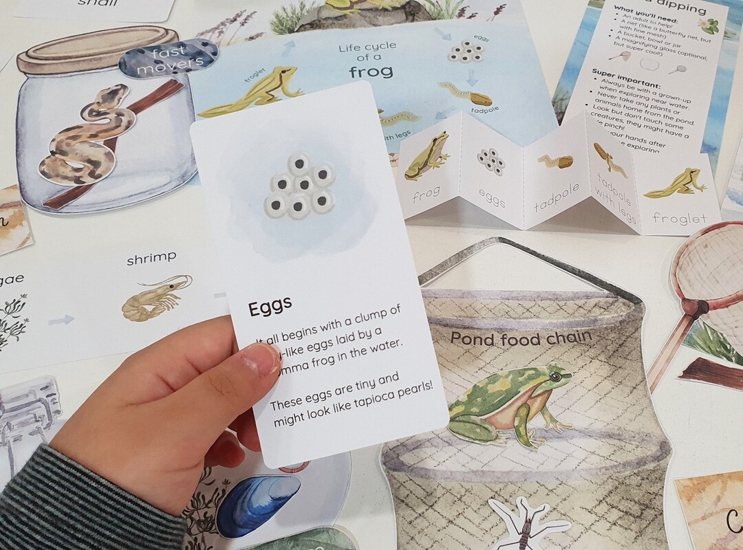 Pond Dipping Dramatic Playset, Pond Unit Study, Frog Life Cycle ...