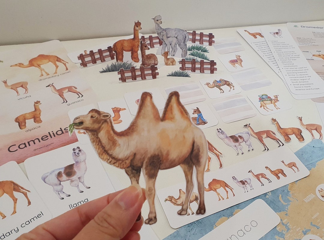 Camelids Activity Pack, Camel Unit Study, Alpaca Farm Mini Diorama ...