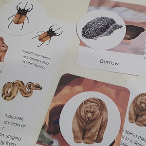 Winter Animal Homes Matching Game, Hibernation Mini Study, Sleeping ...