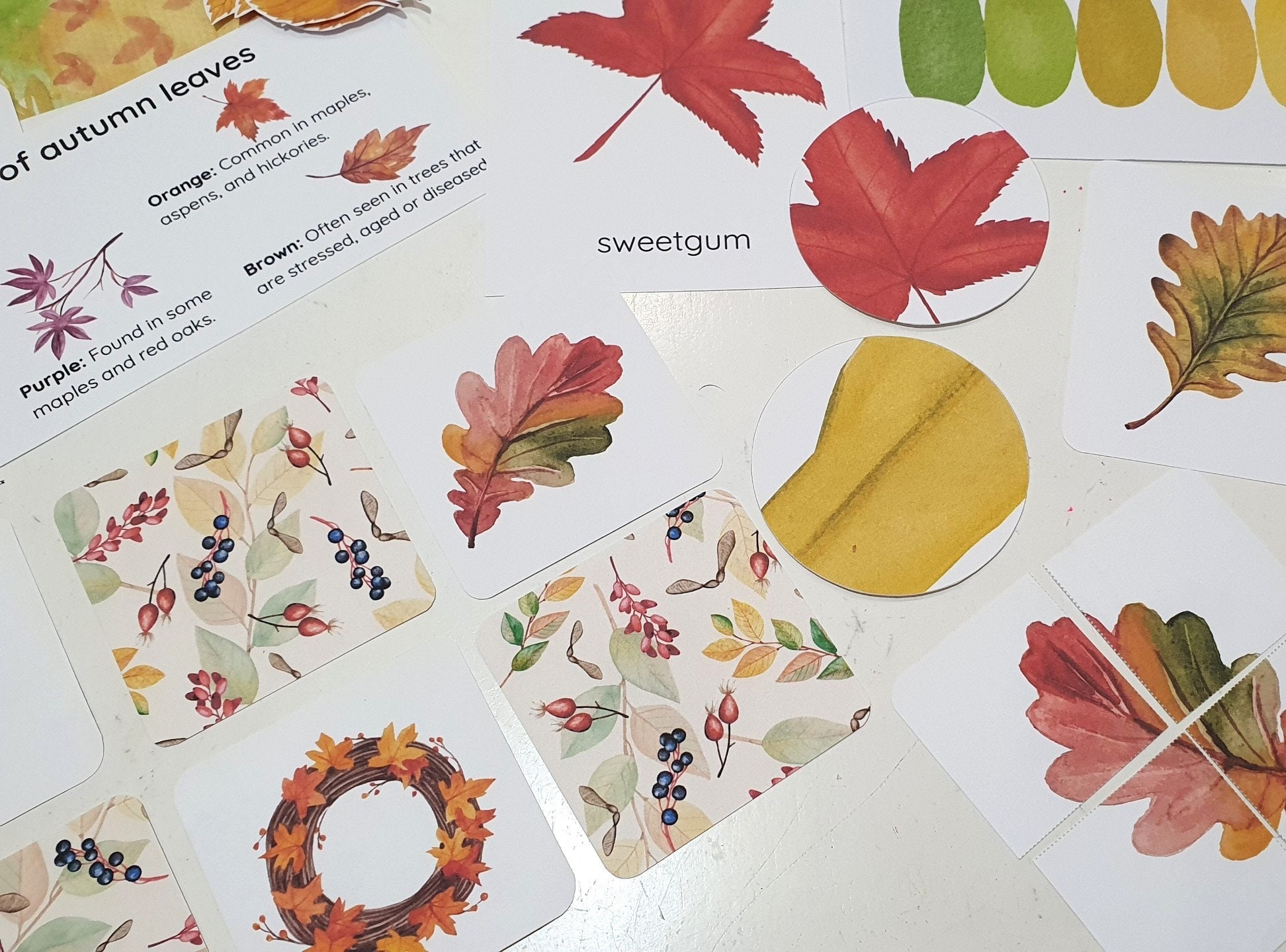 Autumn Leaf Activity Pack, Leaf Unit Study, Autumn Color Sorting, Leaf ...