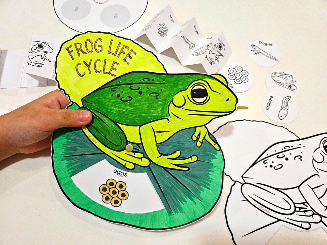 Frog Life Cycle Coloring Activity, Wheel and Foldable, DIY Kids Paper ...