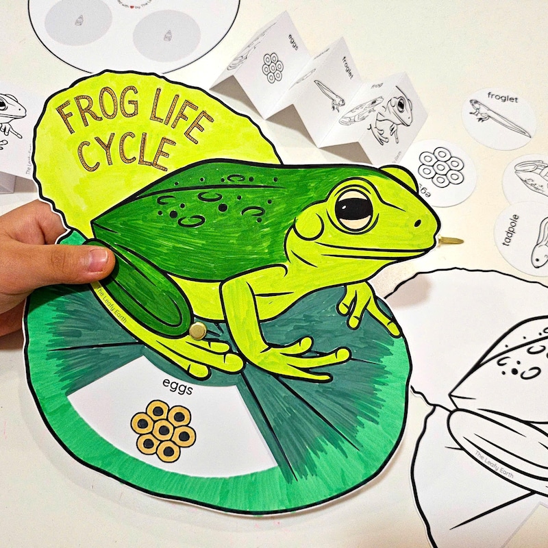 Frog Life Cycle - Etsy