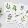 Nature Alphabet Flashcards, Alphabet Flashcards, ABC Flashcards, Nature ...