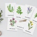 Nature Alphabet Flashcards, Alphabet Flashcards, ABC Flashcards, Nature ...