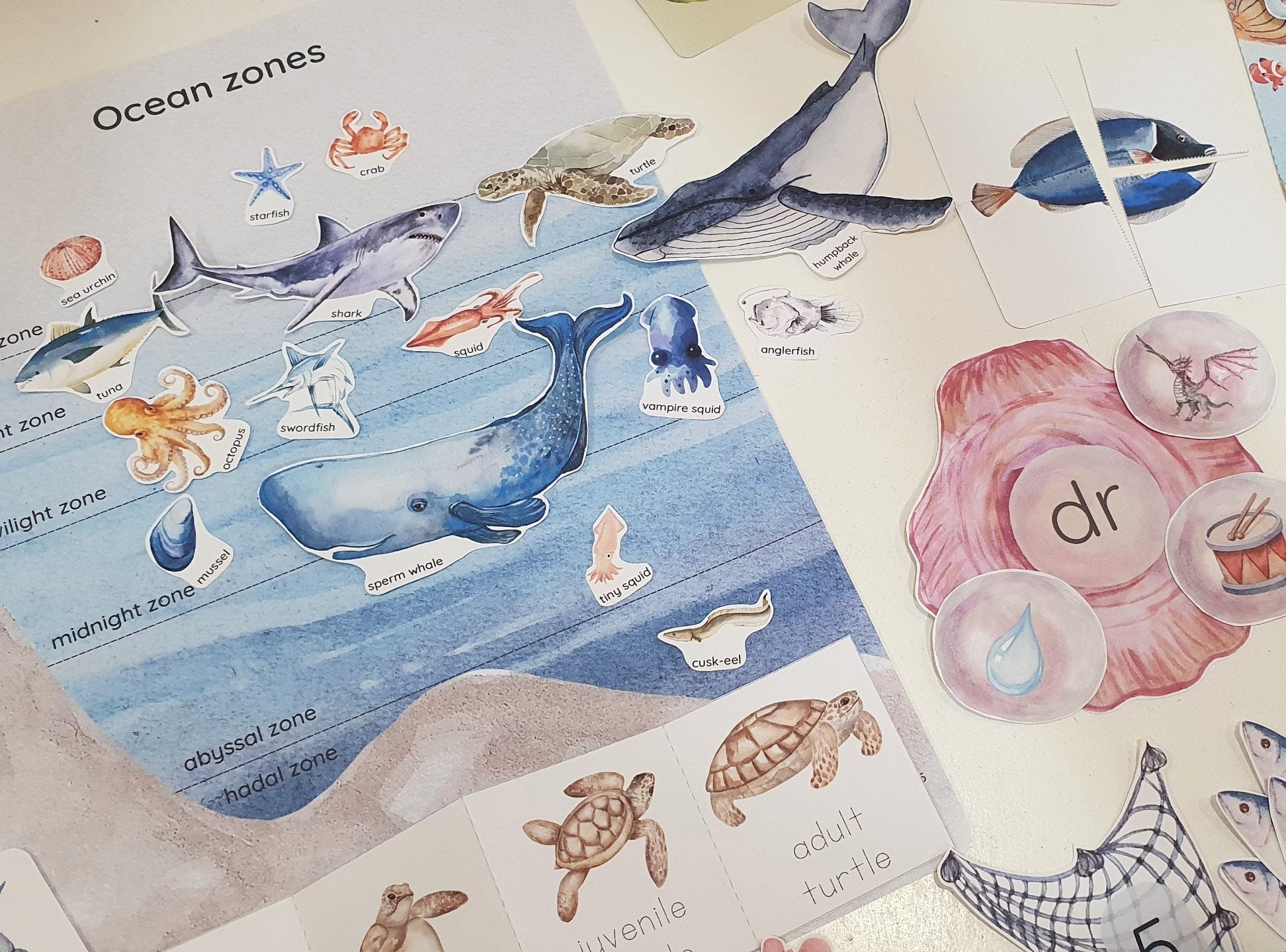 Marine Life Activity Pack, Sea Animal Unit Study, Turtle Life Cycle ...