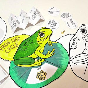 Frog Life Cycle Coloring Activity, Wheel and Foldable, DIY Kids Paper ...