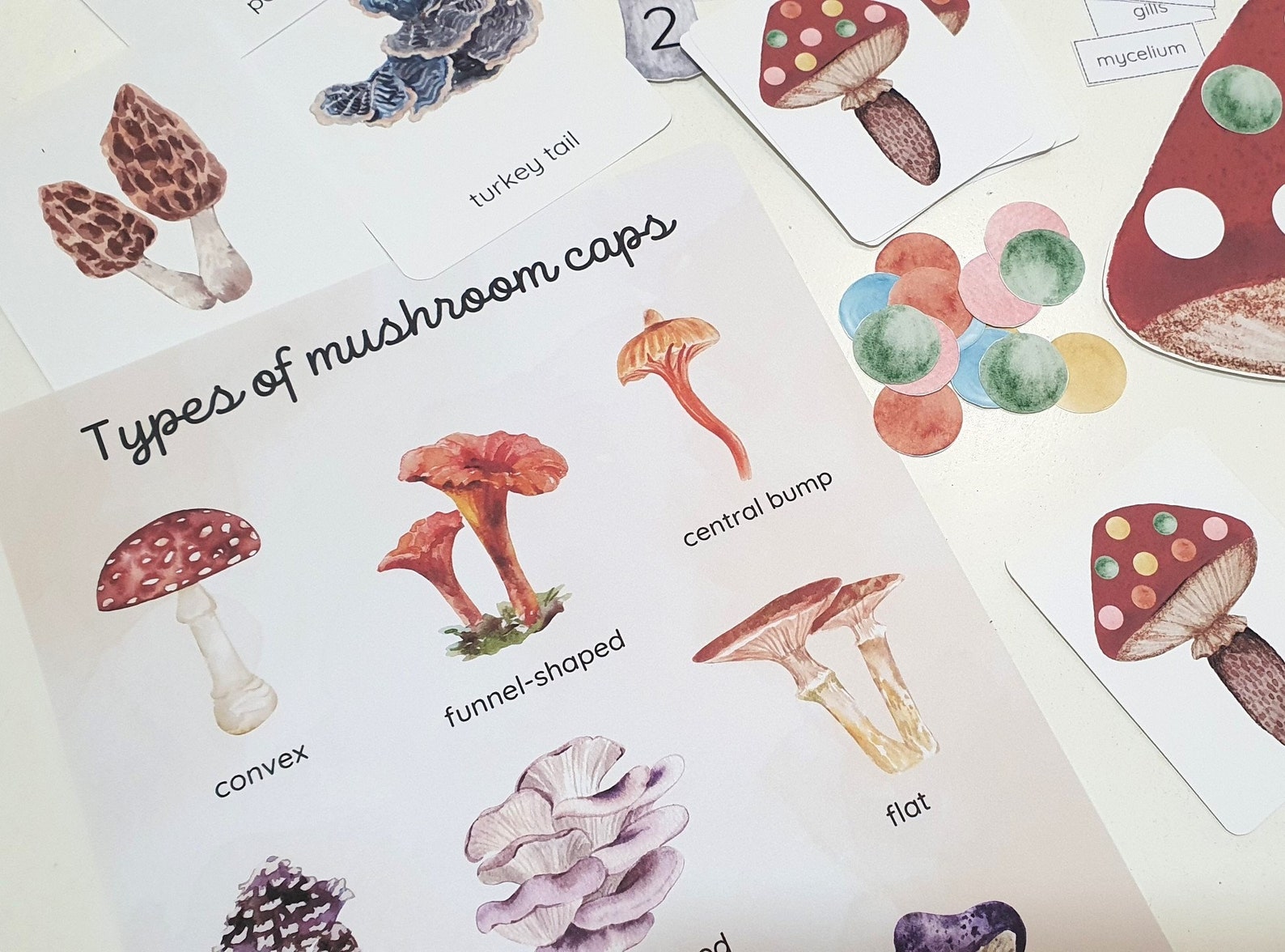 Mushroom Activity Pack, Mushroom Flashcards, Montessori Autumn ...