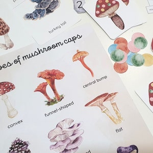 Mushroom Activity Pack, Mushroom Flashcards, Montessori Autumn ...