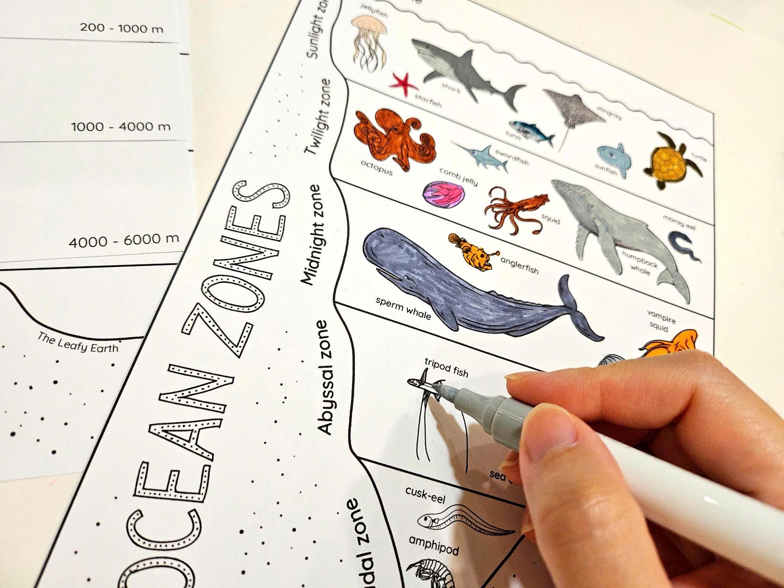 Ocean Zones Poster and Flipbook, 5 Ocean Layers, Habitat Craft, Kids ...