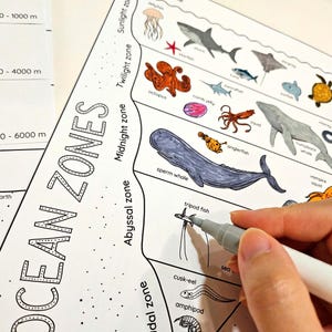 Ocean Zones Poster and Flipbook, 5 Ocean Layers, Habitat Craft, Kids ...