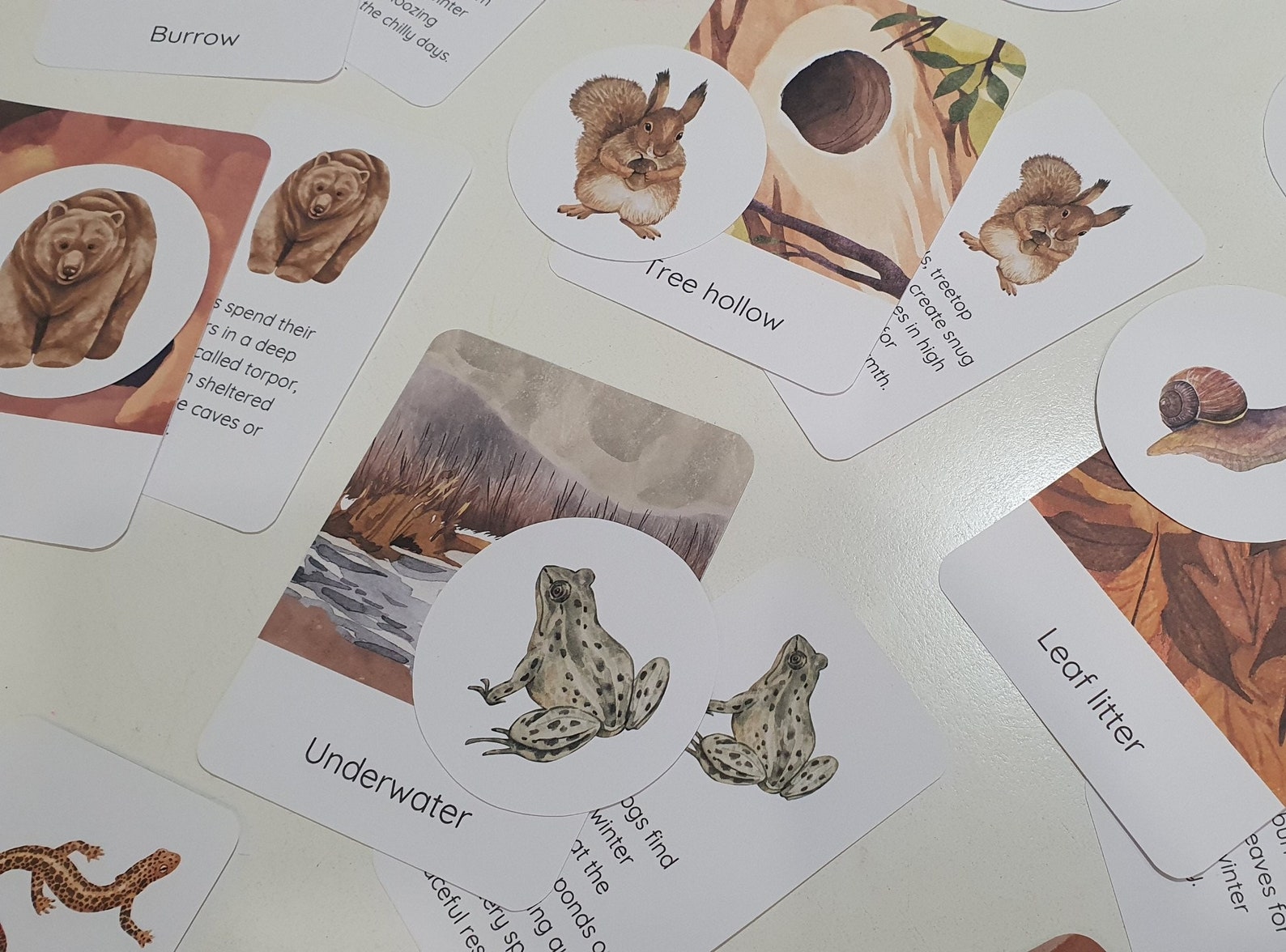 Winter Animal Homes Matching Game, Hibernation Mini Study, Sleeping ...