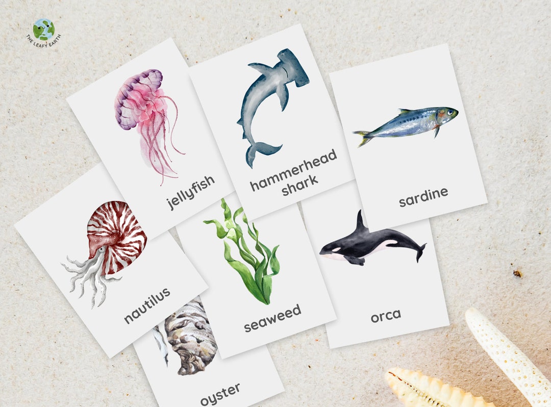 32 Ocean Flashcards, Montessori Flashcards, Ocean Animal Flashcards ...