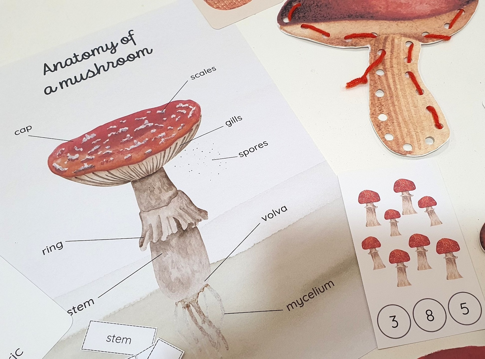 Mushroom Activity Pack, Mushroom Flashcards, Montessori Autumn ...
