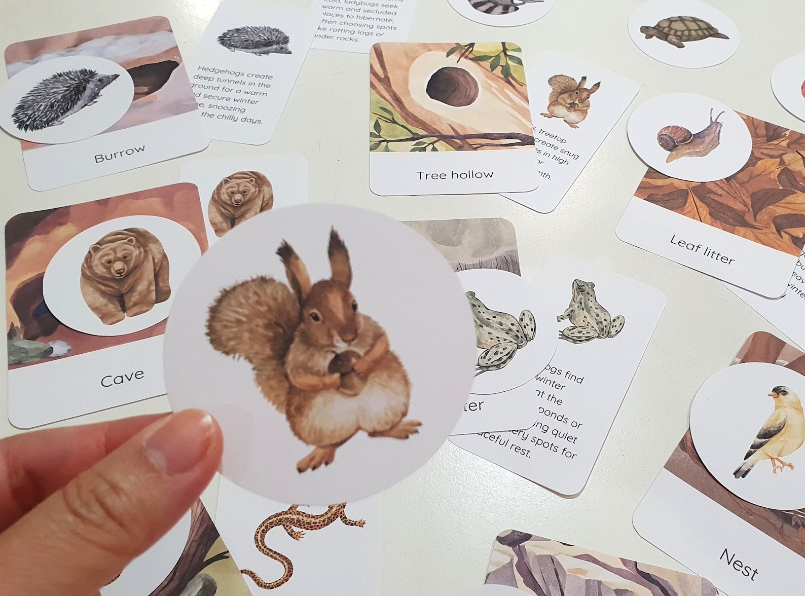 Winter Animal Homes Matching Game, Hibernation Mini Study, Sleeping ...